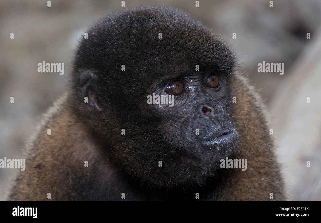 Monkey, Iquitos, the largest city in the Peruvian rainforest and the ...