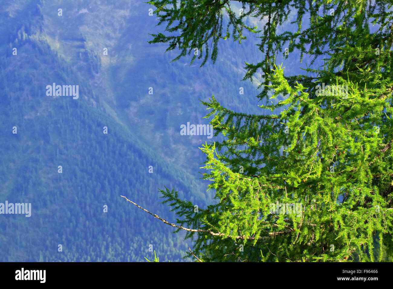 fir-tree branches against forest mountains background Stock Photo - Alamy