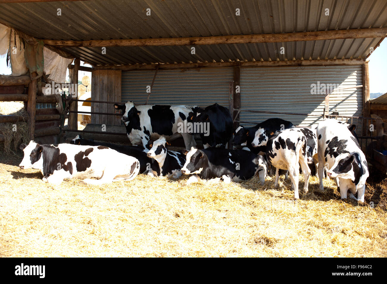 Cows in the fence on a farm Stock Photo - Alamy