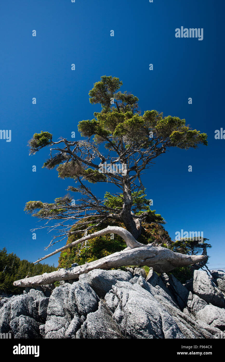 Wind swept trees hi-res stock photography and images - Alamy