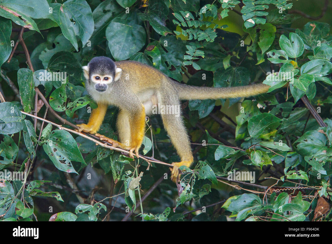 A Squirrel Monkey perched on a branch in Manu National Park, Peru Stock ...