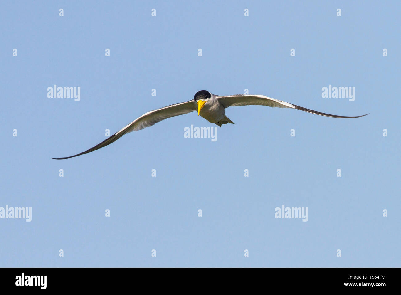 Largebilled Tern (Phaetusa simplex) flying in Manu National Park, Peru ...