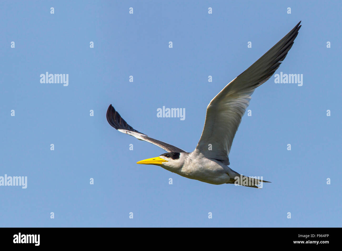 Largebilled hi-res stock photography and images - Alamy