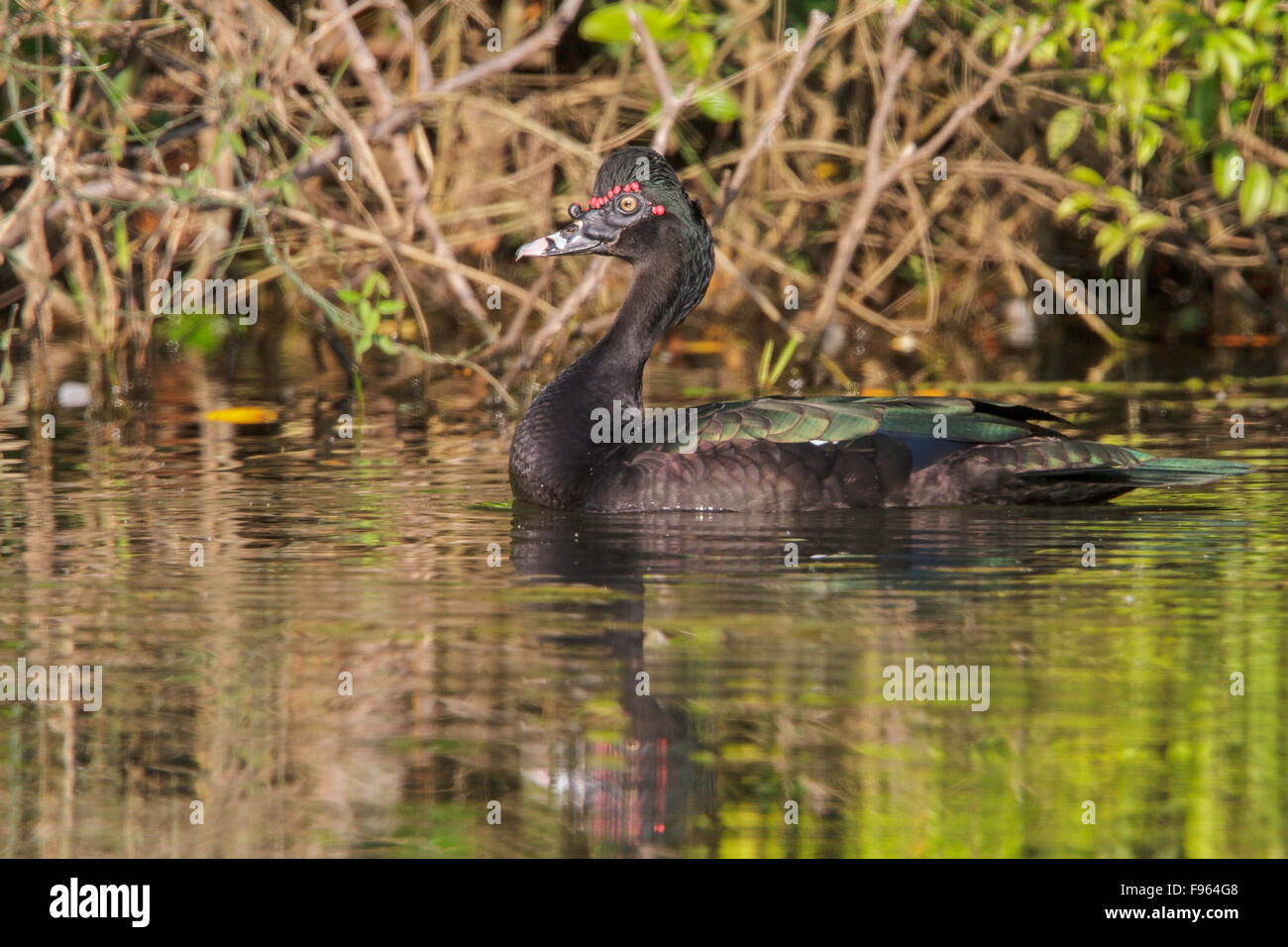 Muscovy Duck (Cairina moschata) in a lake in Manu National Park, Peru ...