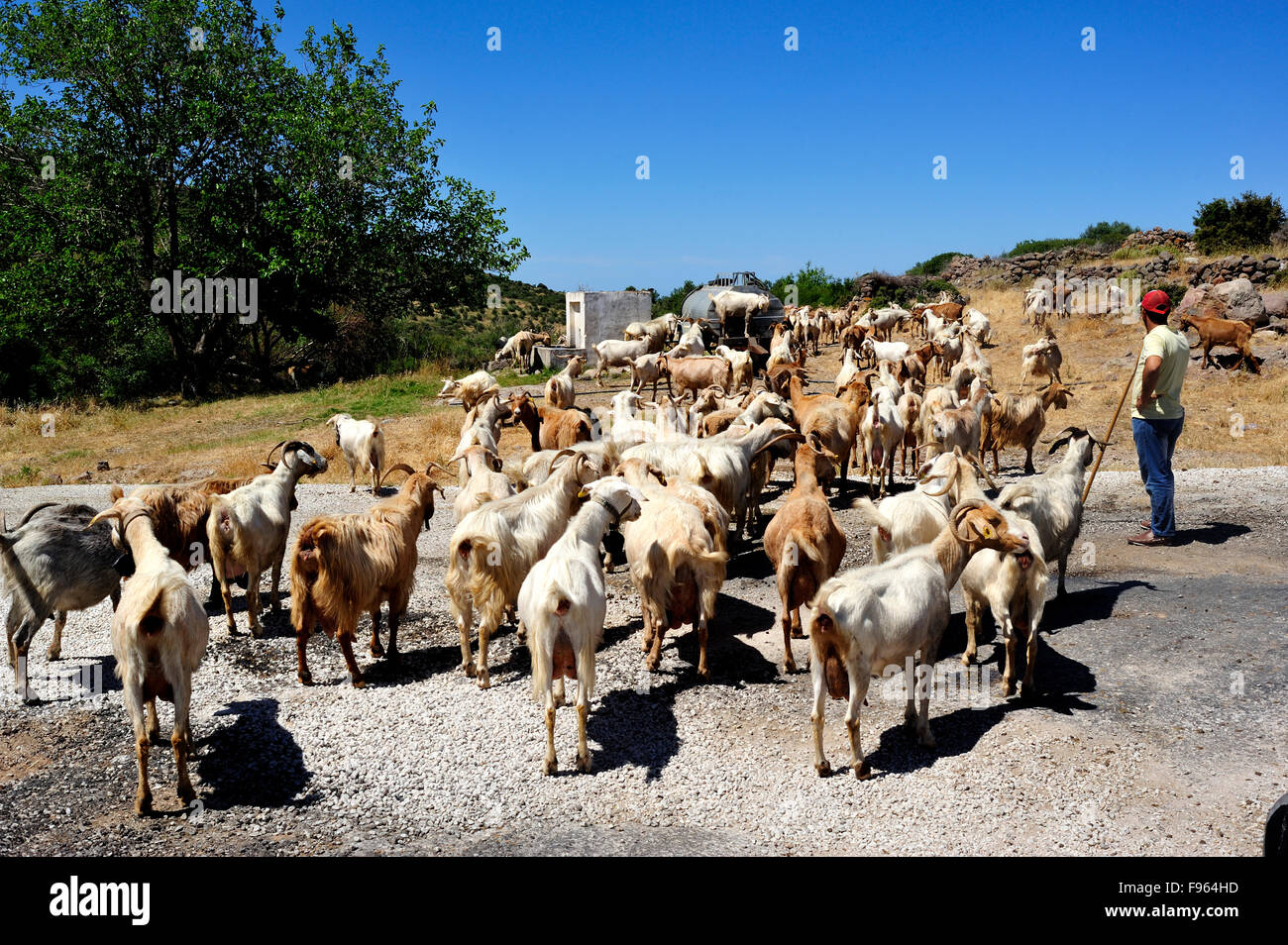 Goats in turkey hi-res stock photography and images - Alamy