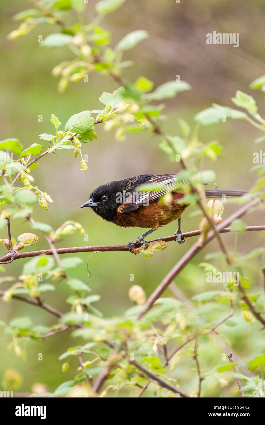 Orchard oriole icterus spurius male hi-res stock photography and images ...