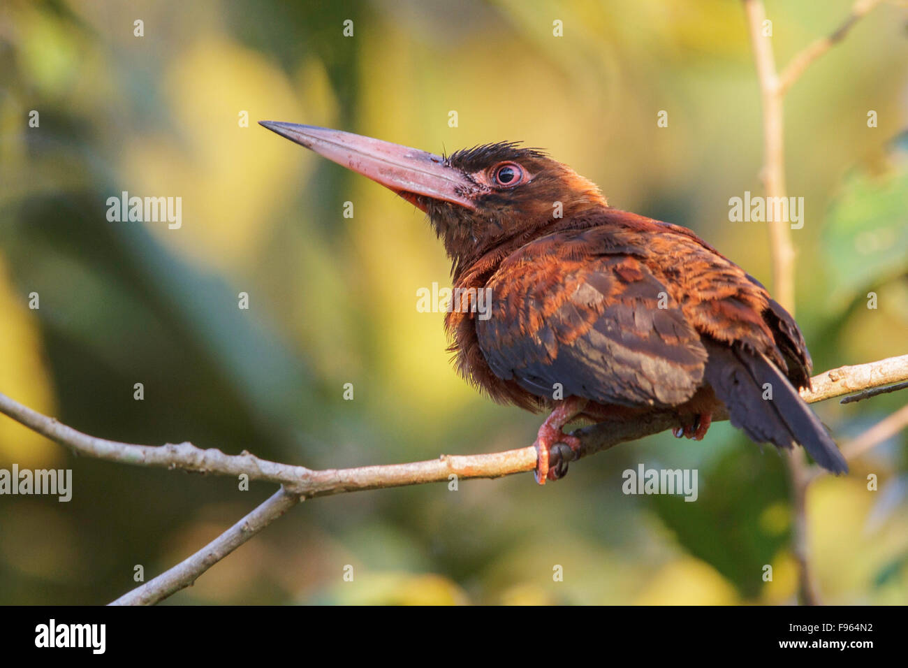 Purus peru hi-res stock photography and images - Alamy