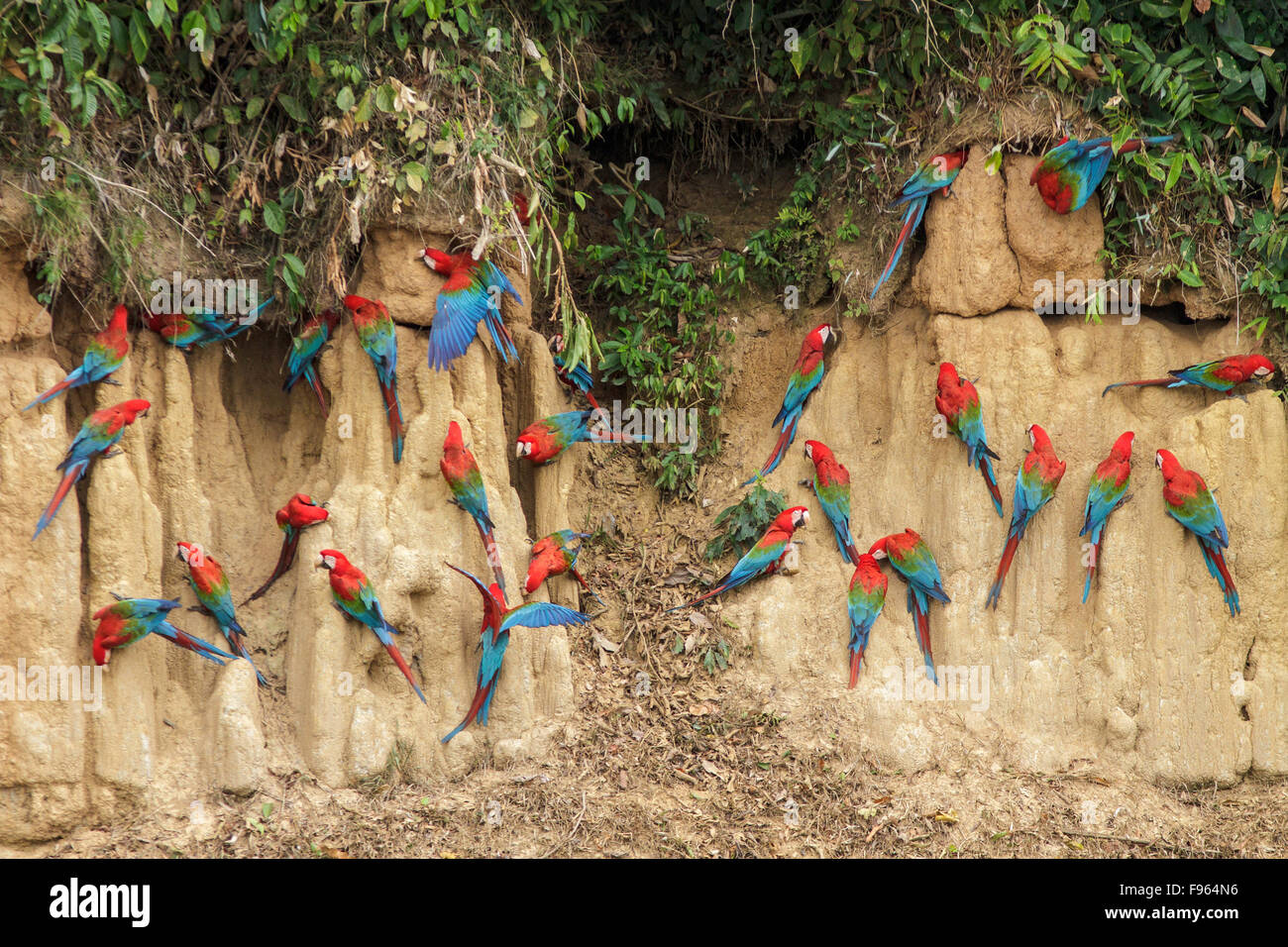 Macaws eating clay hi-res stock photography and images - Alamy