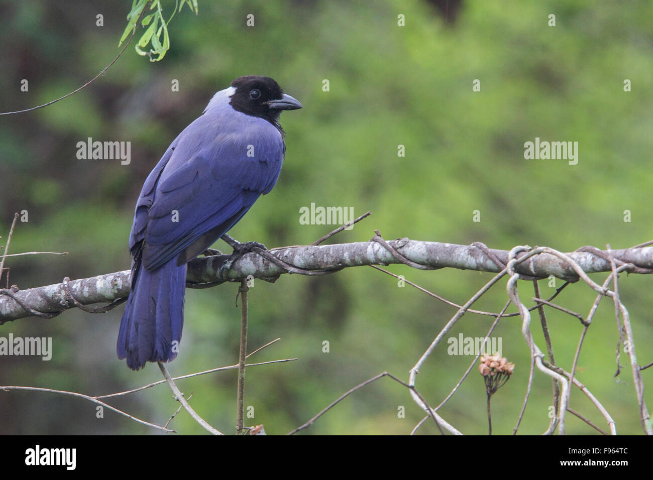 Violaceous Jay (Cyanocorax violaceous) perched on a branch in Manu ...