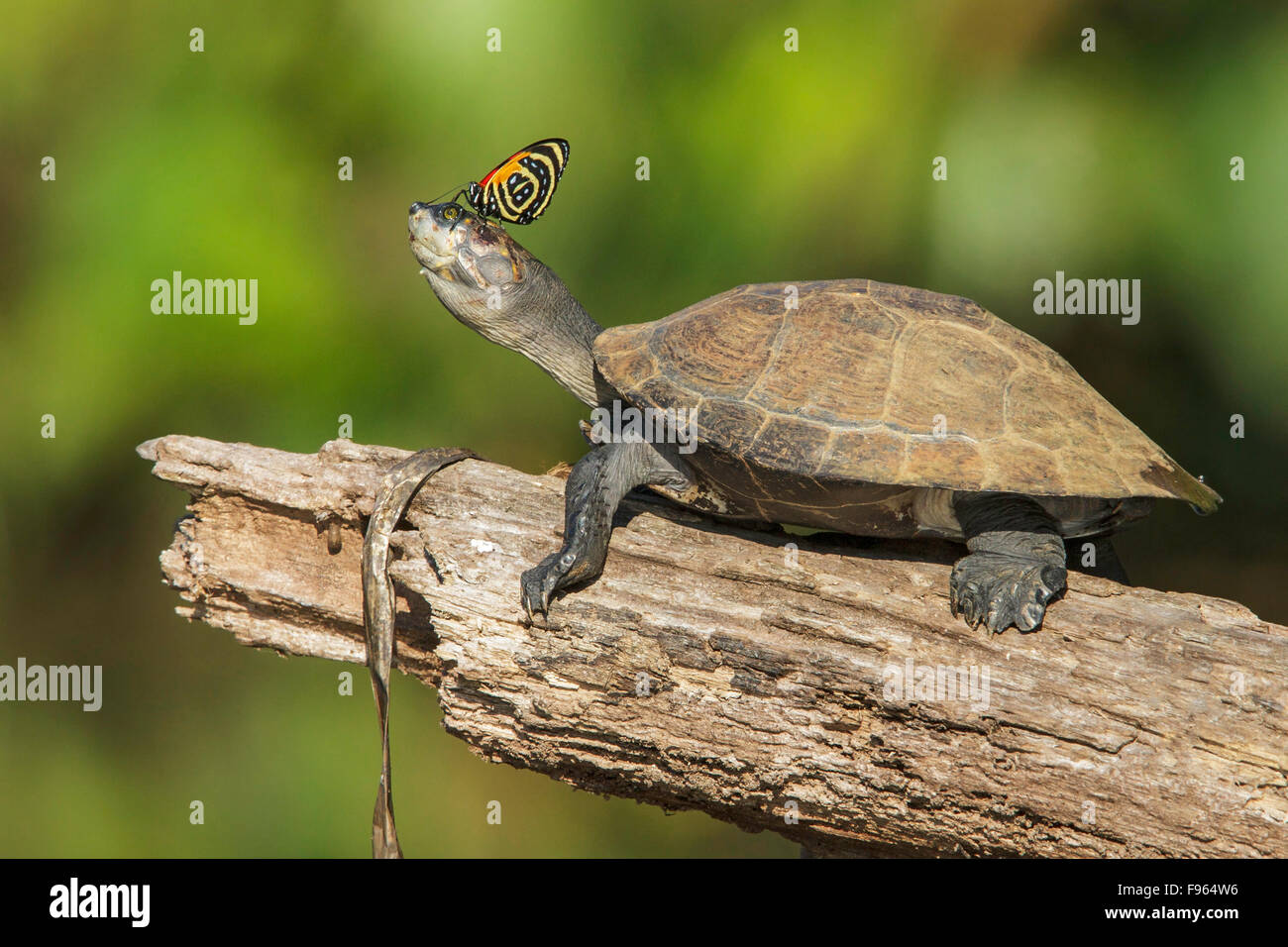 Selective nose focus hi-res stock photography and images - Alamy