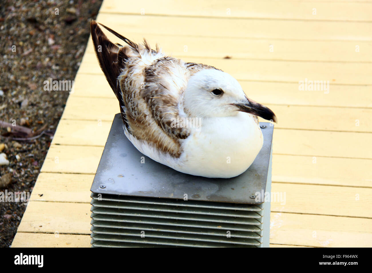 Close up of a seagull Stock Photo - Alamy