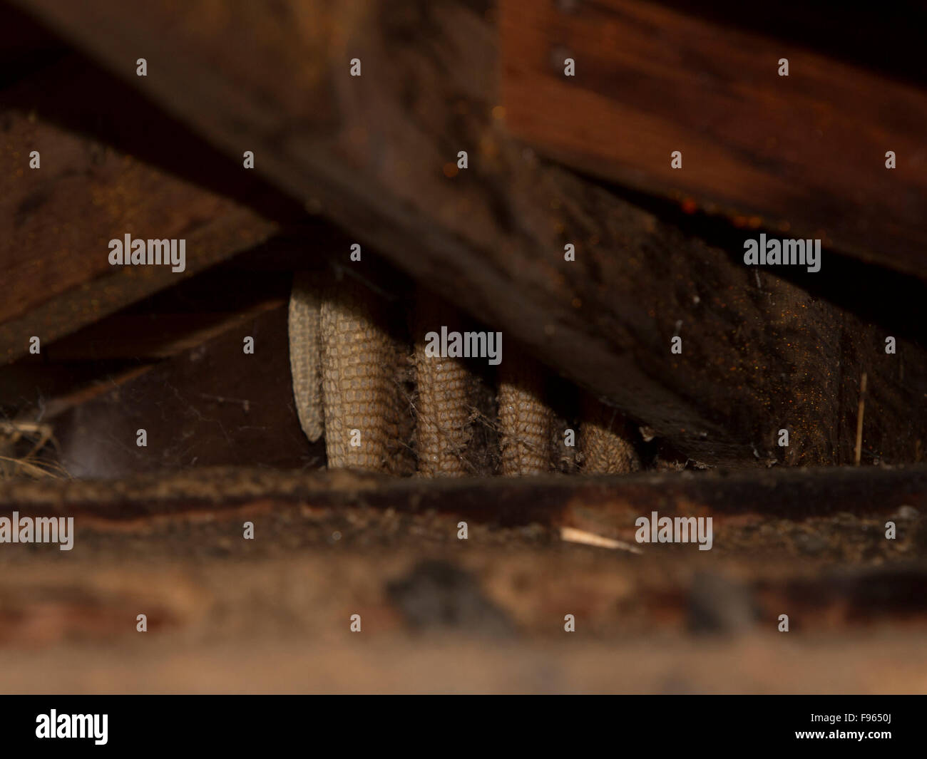 Bee Hive in a House Stock Photo - Alamy