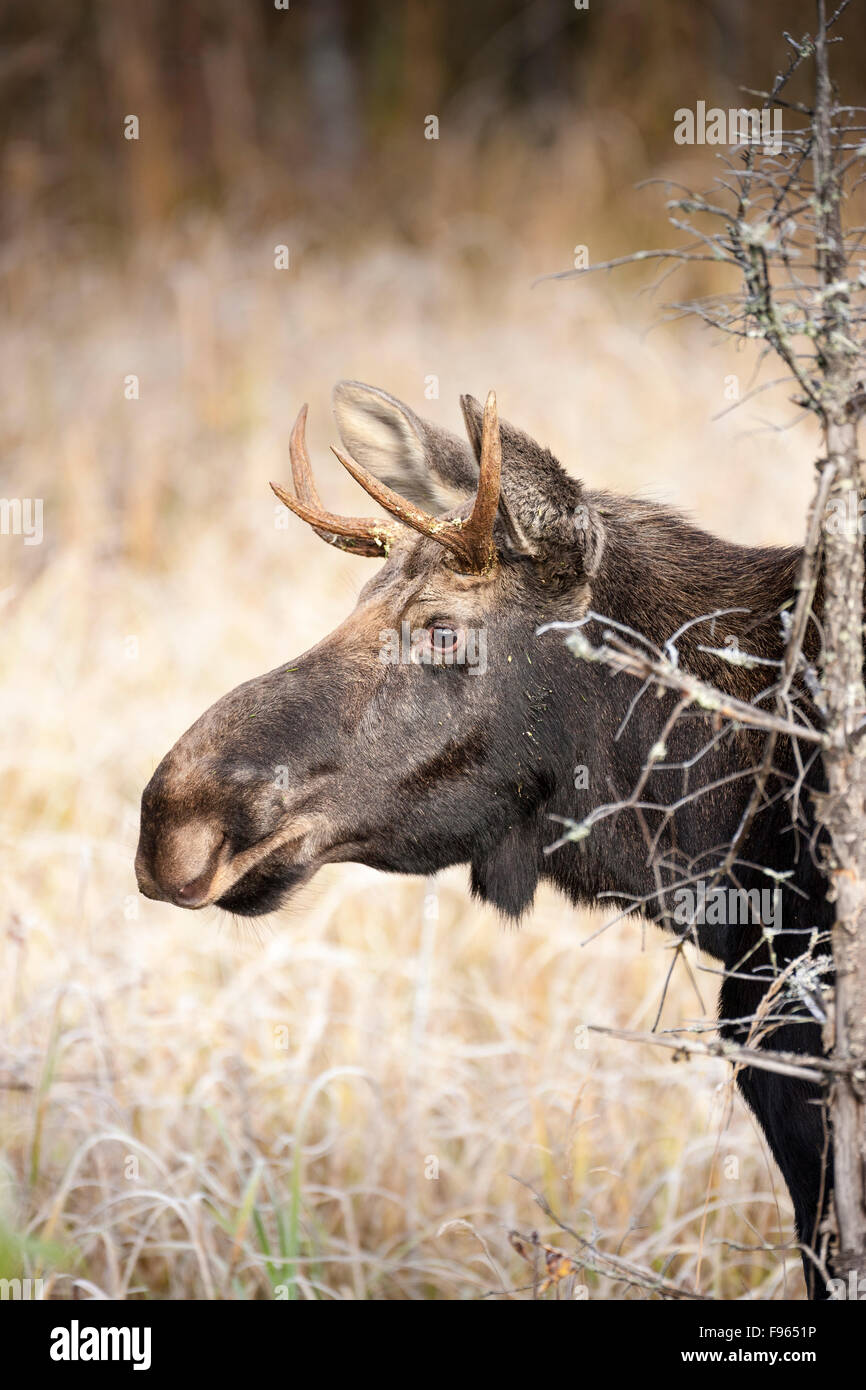 Young male moose hi-res stock photography and images - Alamy