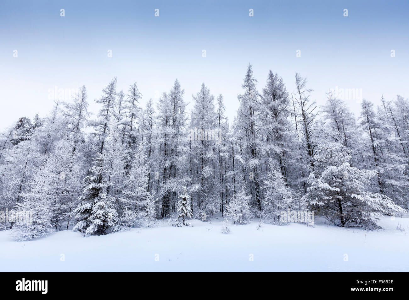 Algonquin forest hi-res stock photography and images - Alamy