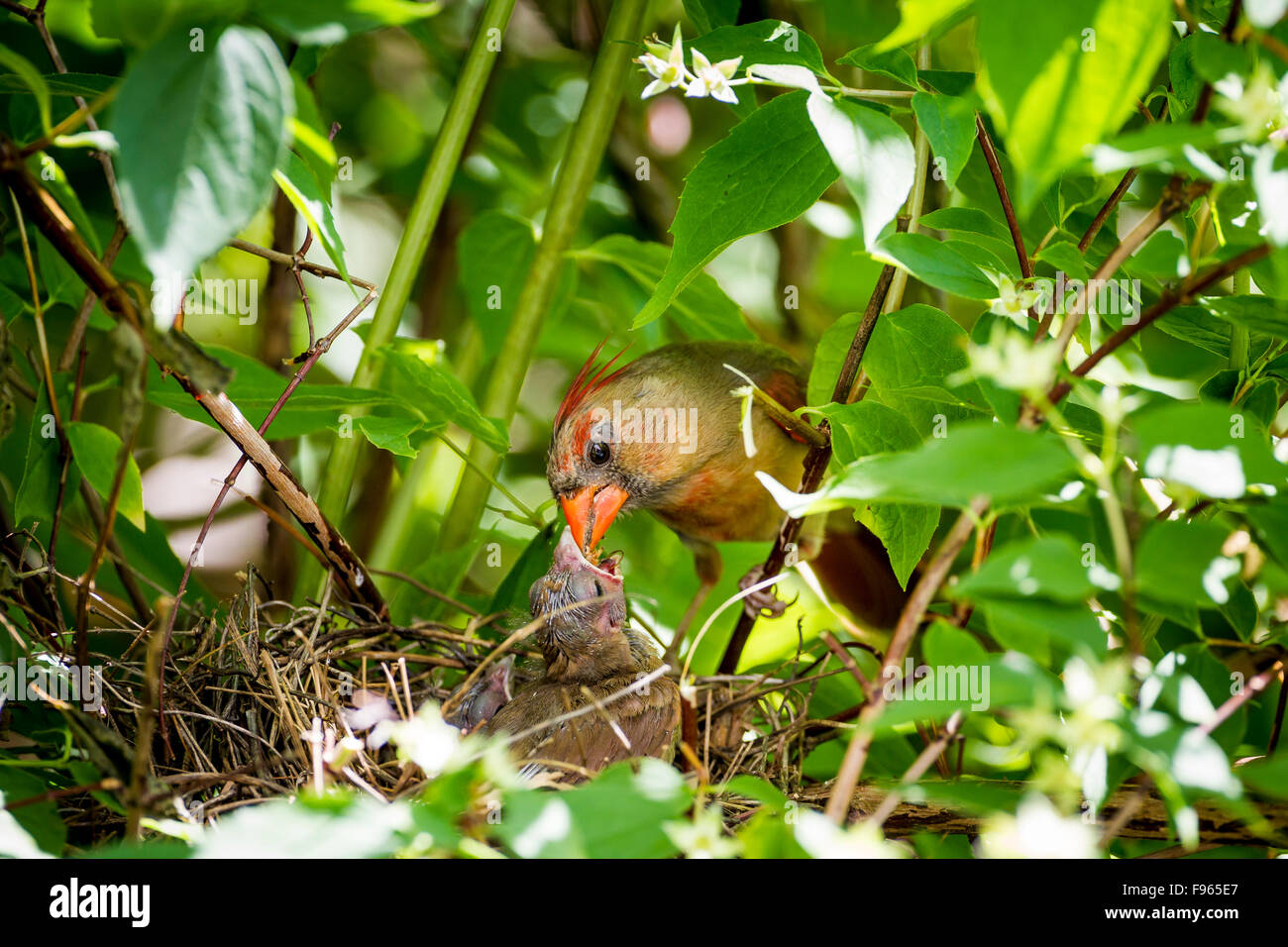 Cardinal nest hi-res stock photography and images - Alamy