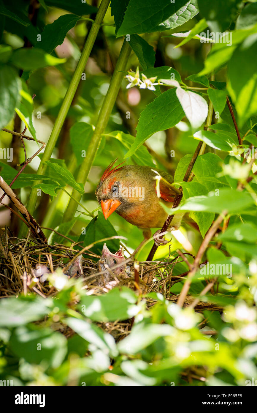 Cardinal nest hi-res stock photography and images - Alamy