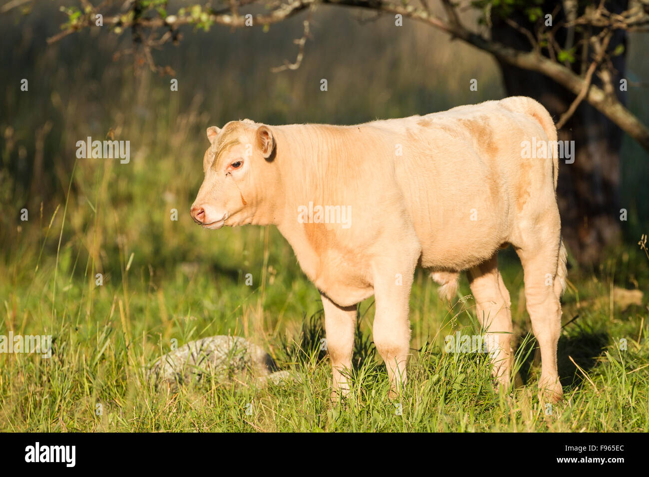 Red Angus Charolais Cross Cow High Resolution Stock Photography and ...