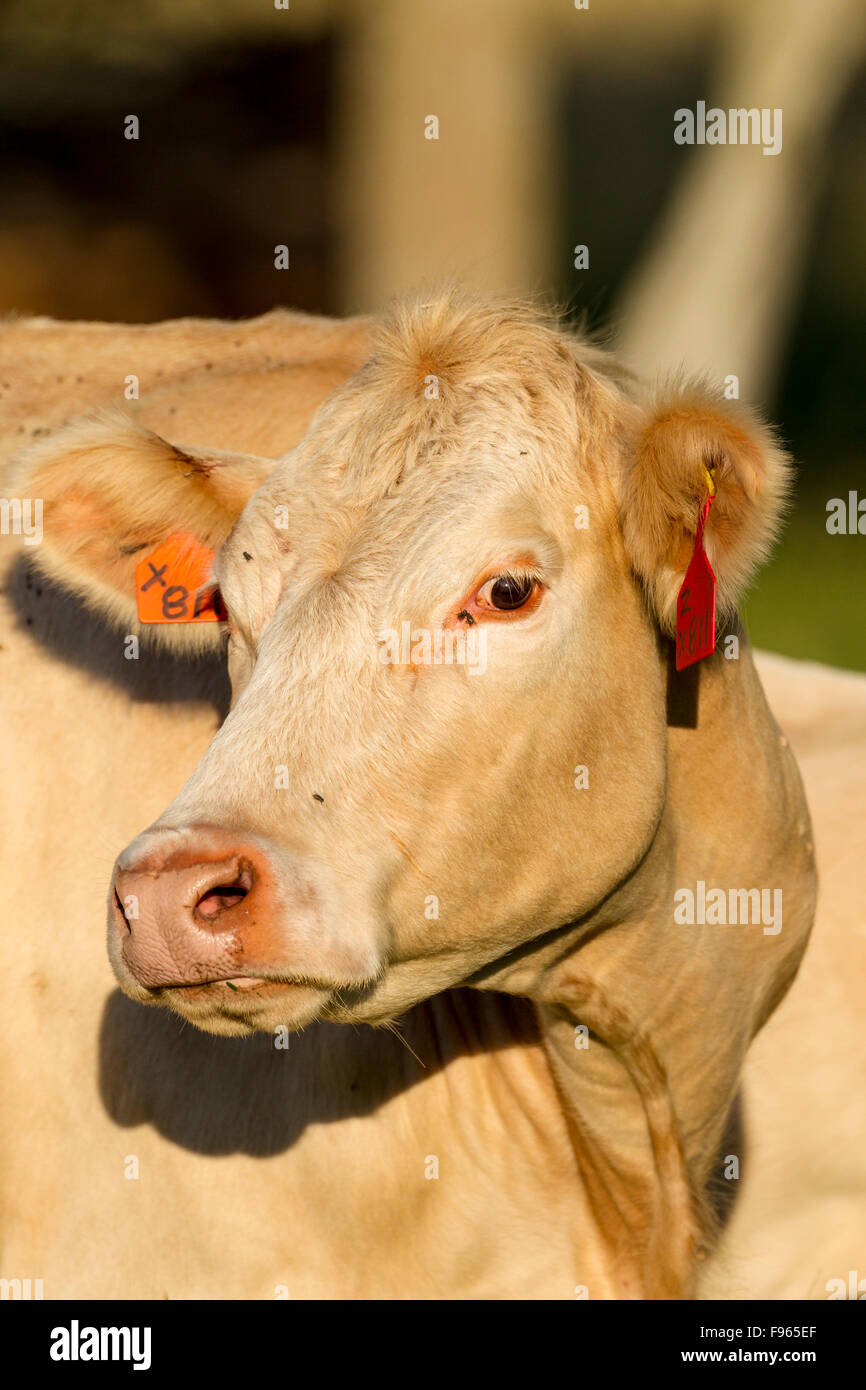 Closeup photos of cows hi-res stock photography and images - Alamy