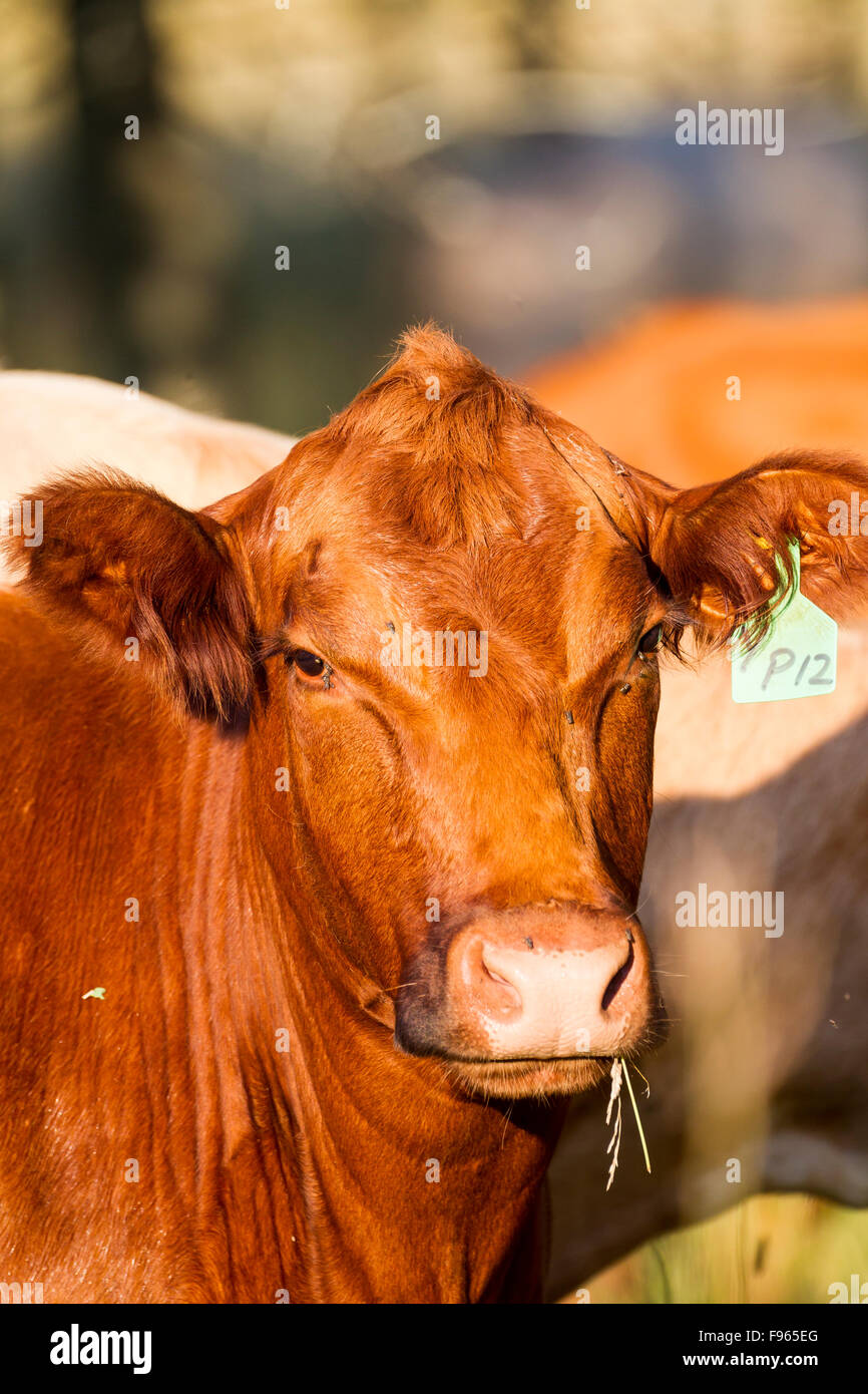 Charolais angus cross cow hi-res stock photography and images - Alamy