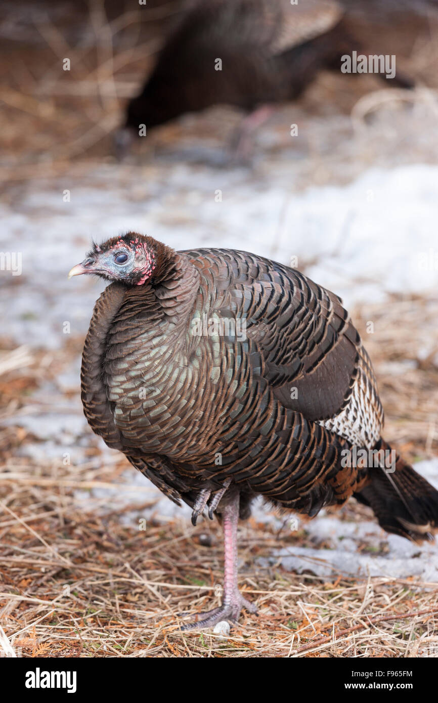 Eastern turkey bird hi-res stock photography and images - Alamy