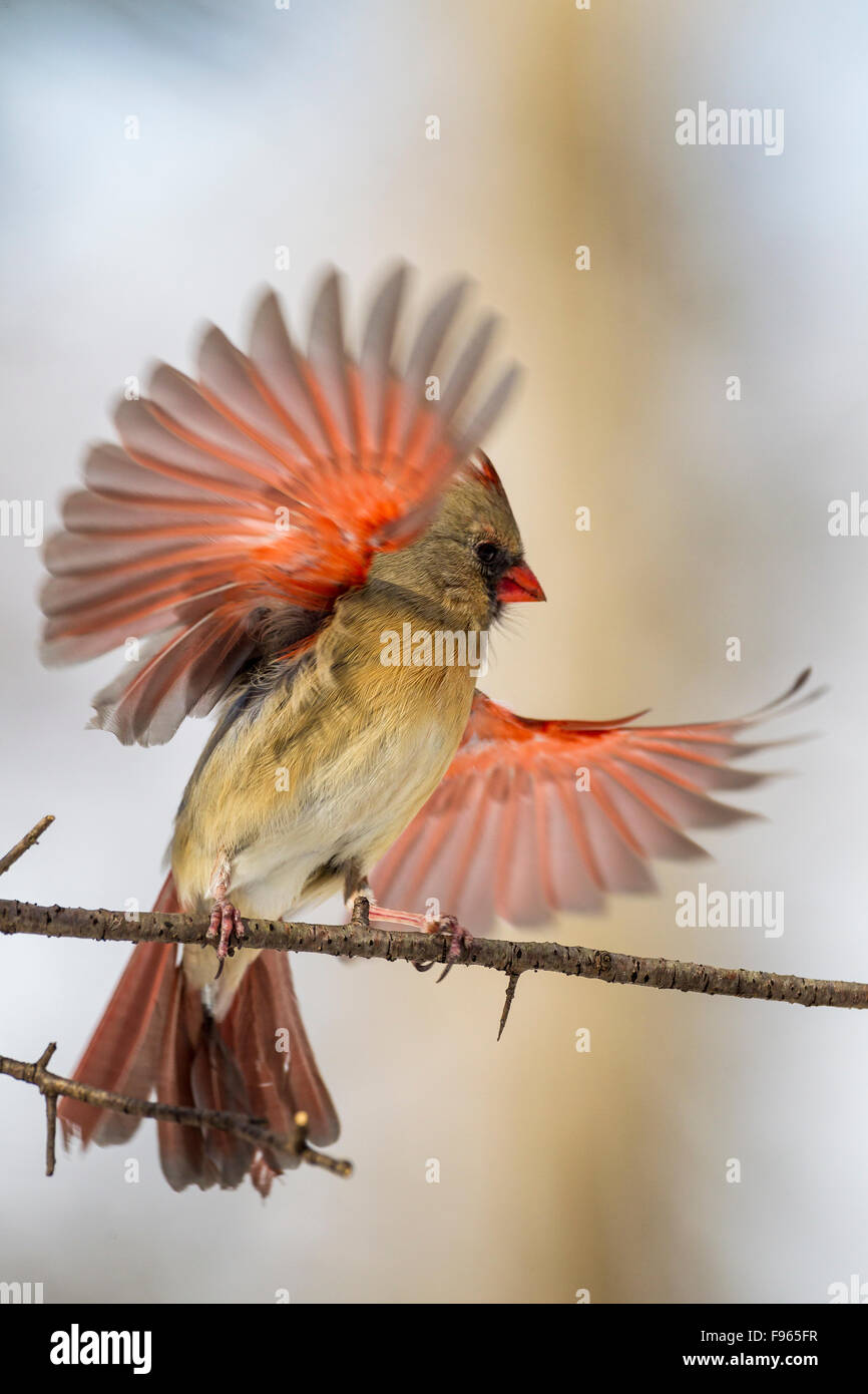 Female Northern Cardinals High Resolution Stock Photography and Images ...