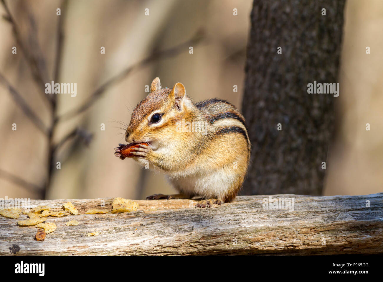 Chipmunk eating nuts hi-res stock photography and images - Alamy