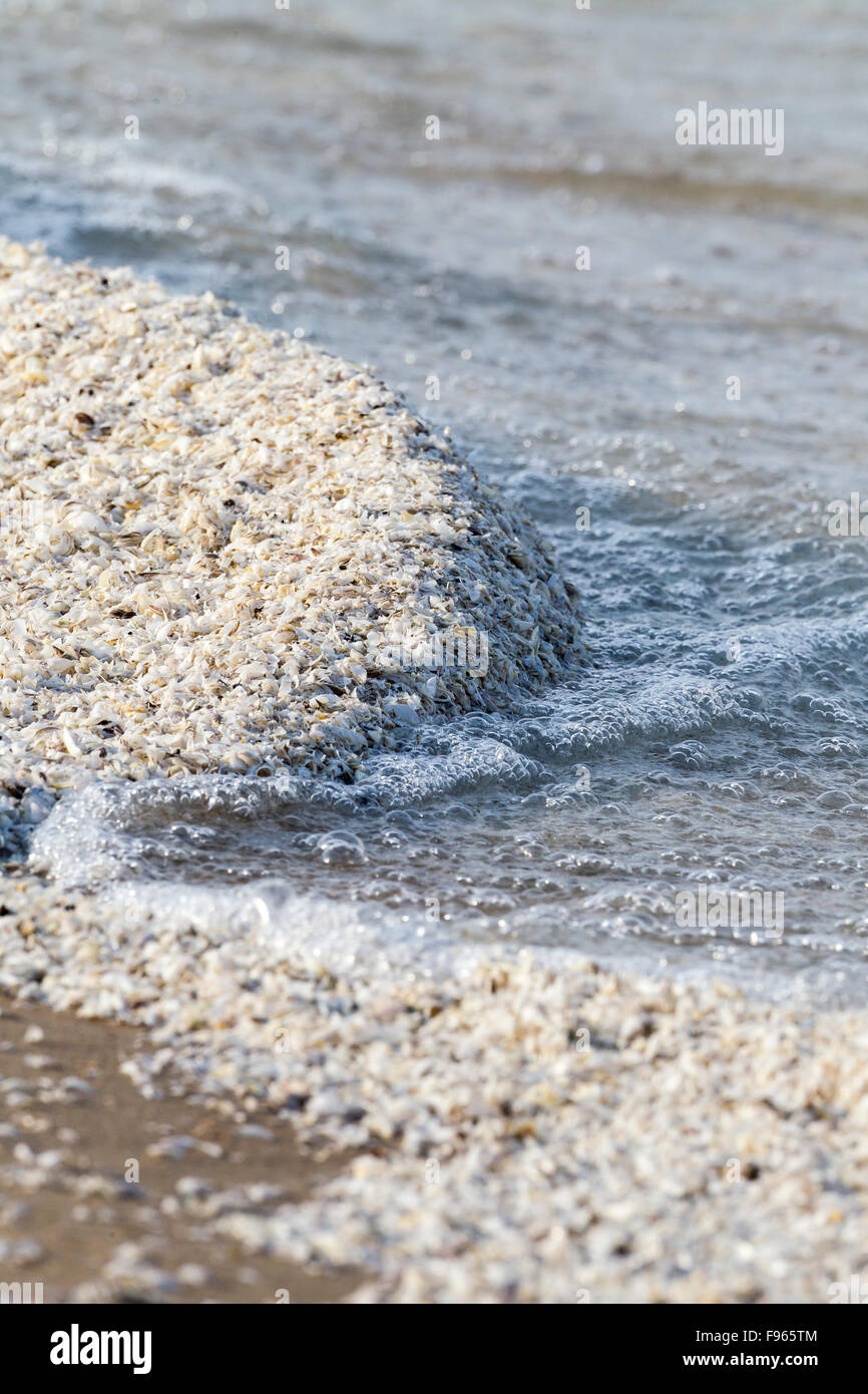 Dreissena polymorpha great lakes hi-res stock photography and images ...