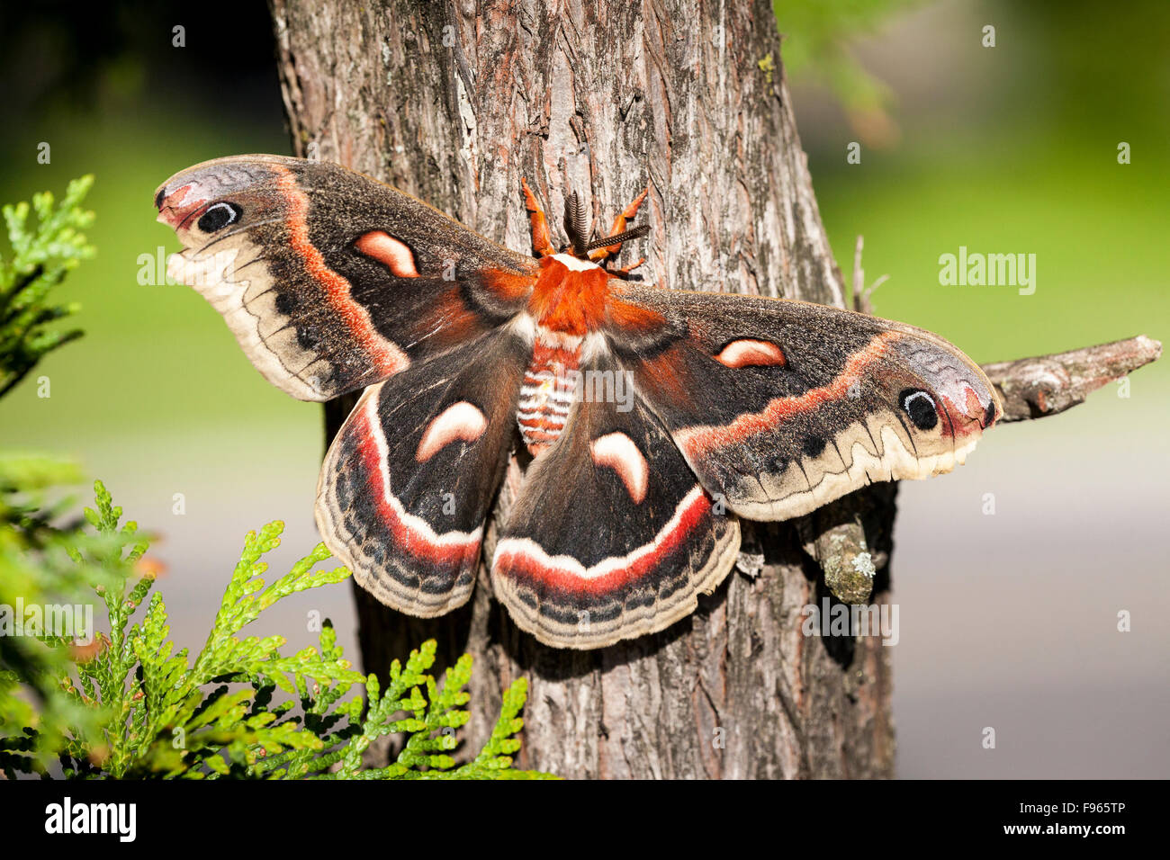 Cecropia moth hi-res stock photography and images - Alamy