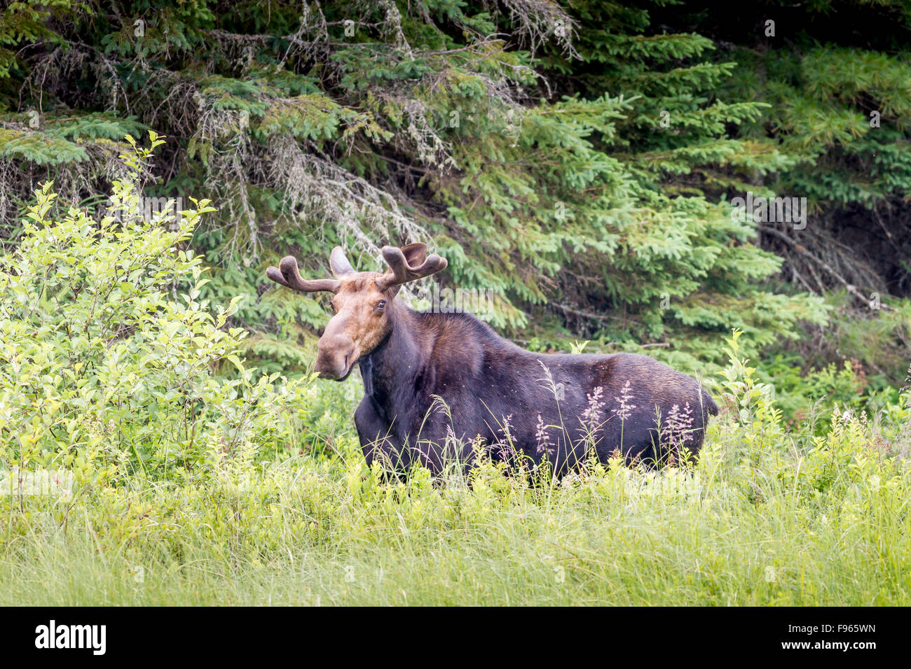 Bull moose antlers hi-res stock photography and images - Alamy