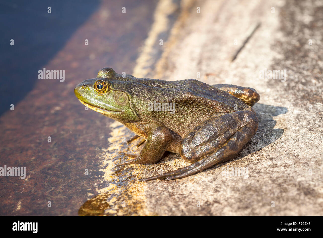 Bullfrog district hi-res stock photography and images - Alamy