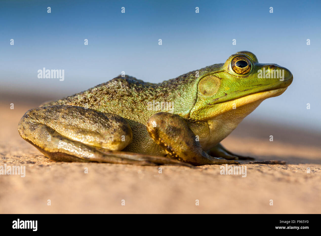 Bullfrog District High Resolution Stock Photography and Images - Alamy