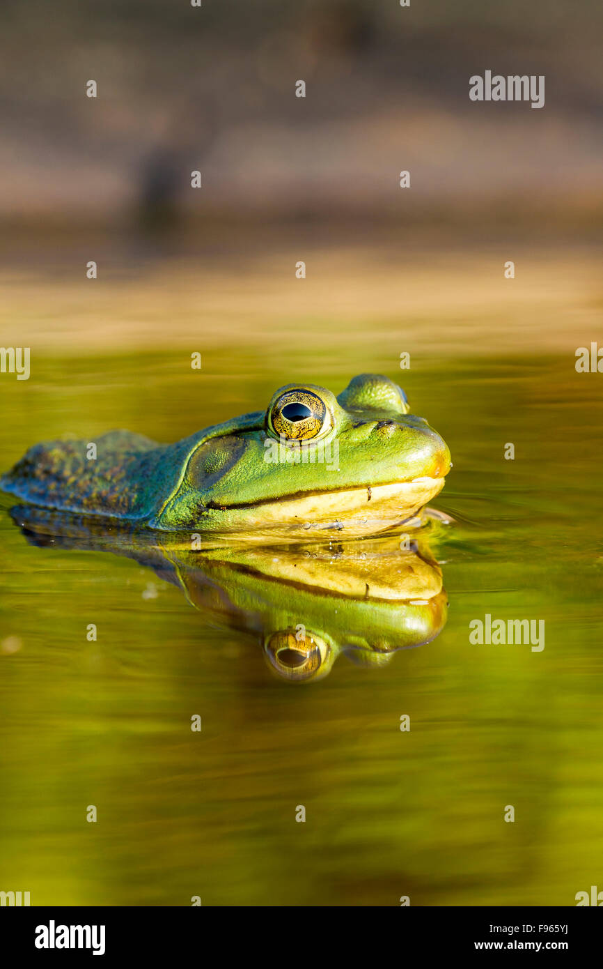 Bullfrog District High Resolution Stock Photography and Images - Alamy