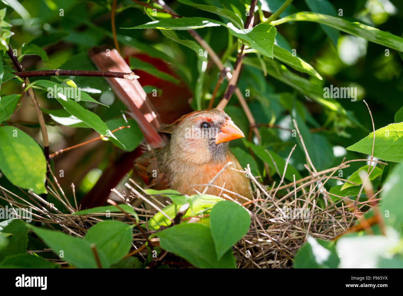 Cardinal nest hi-res stock photography and images - Alamy
