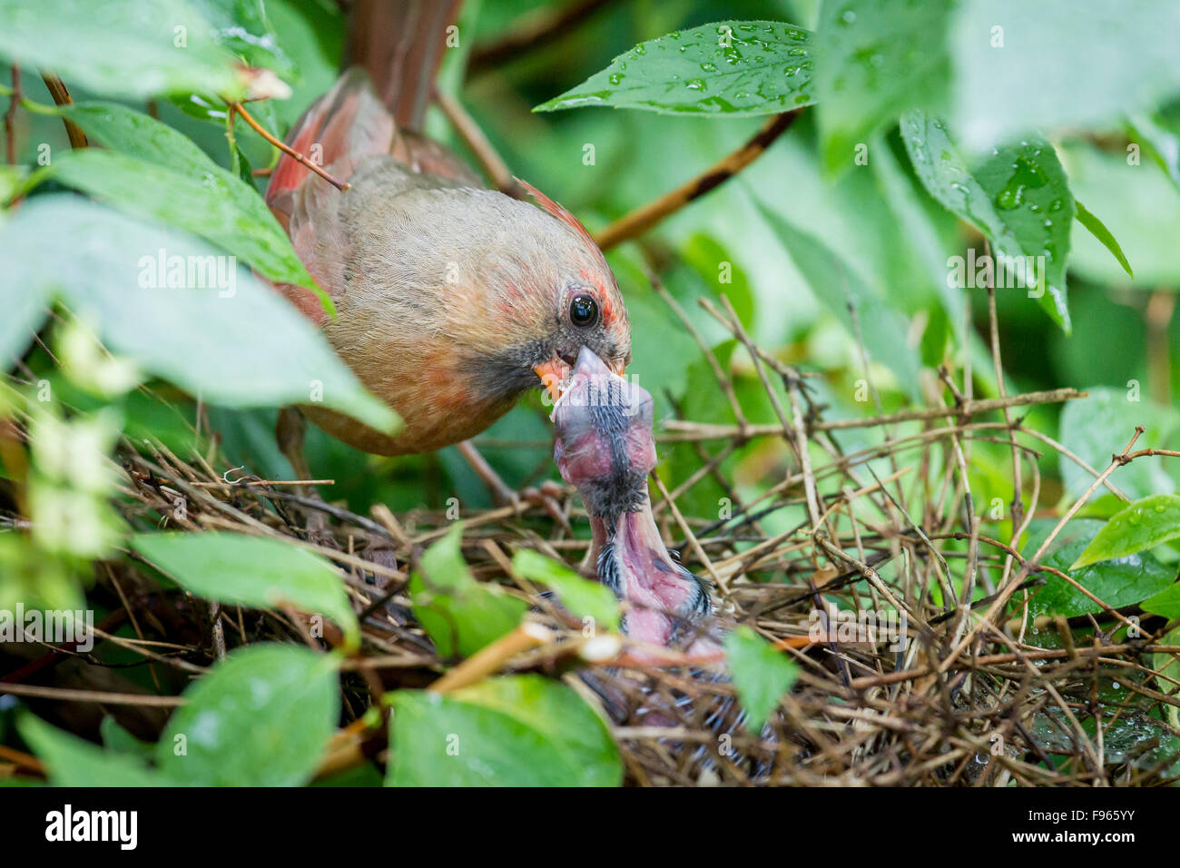 Cardinal nest hi-res stock photography and images - Alamy