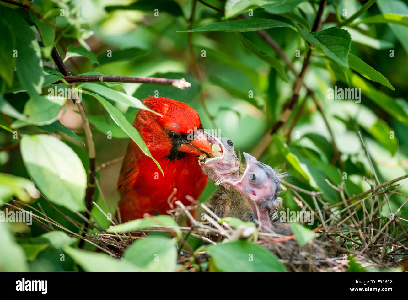 Cardinal nest hi-res stock photography and images - Alamy