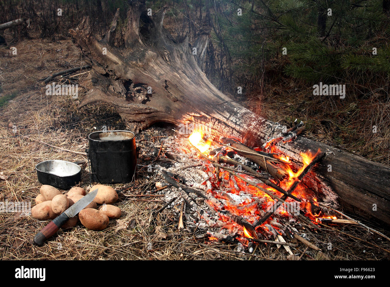 Fire in wood Stock Photo - Alamy