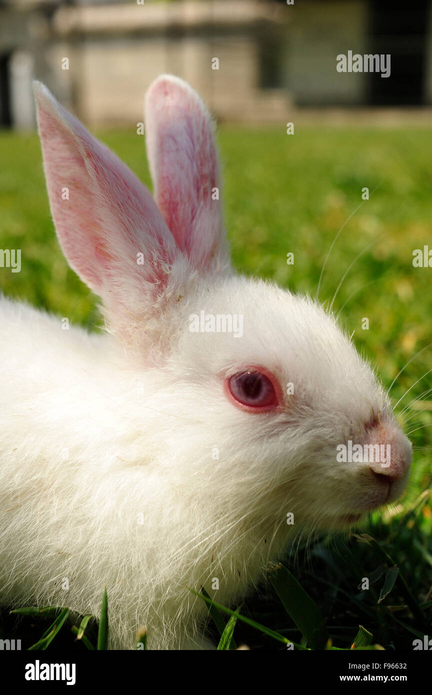 rabbit at Suleiman or Suleymaniye Mosque, Istanbul, Turkey Stock Photo ...