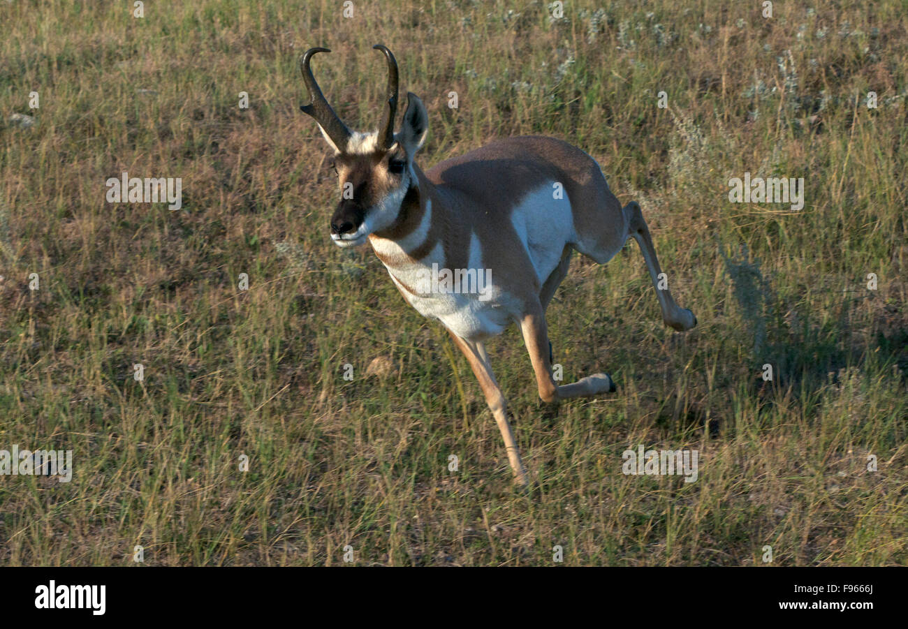 Closeup of Pronghorn Antelope running through grasslands, Custer State ...