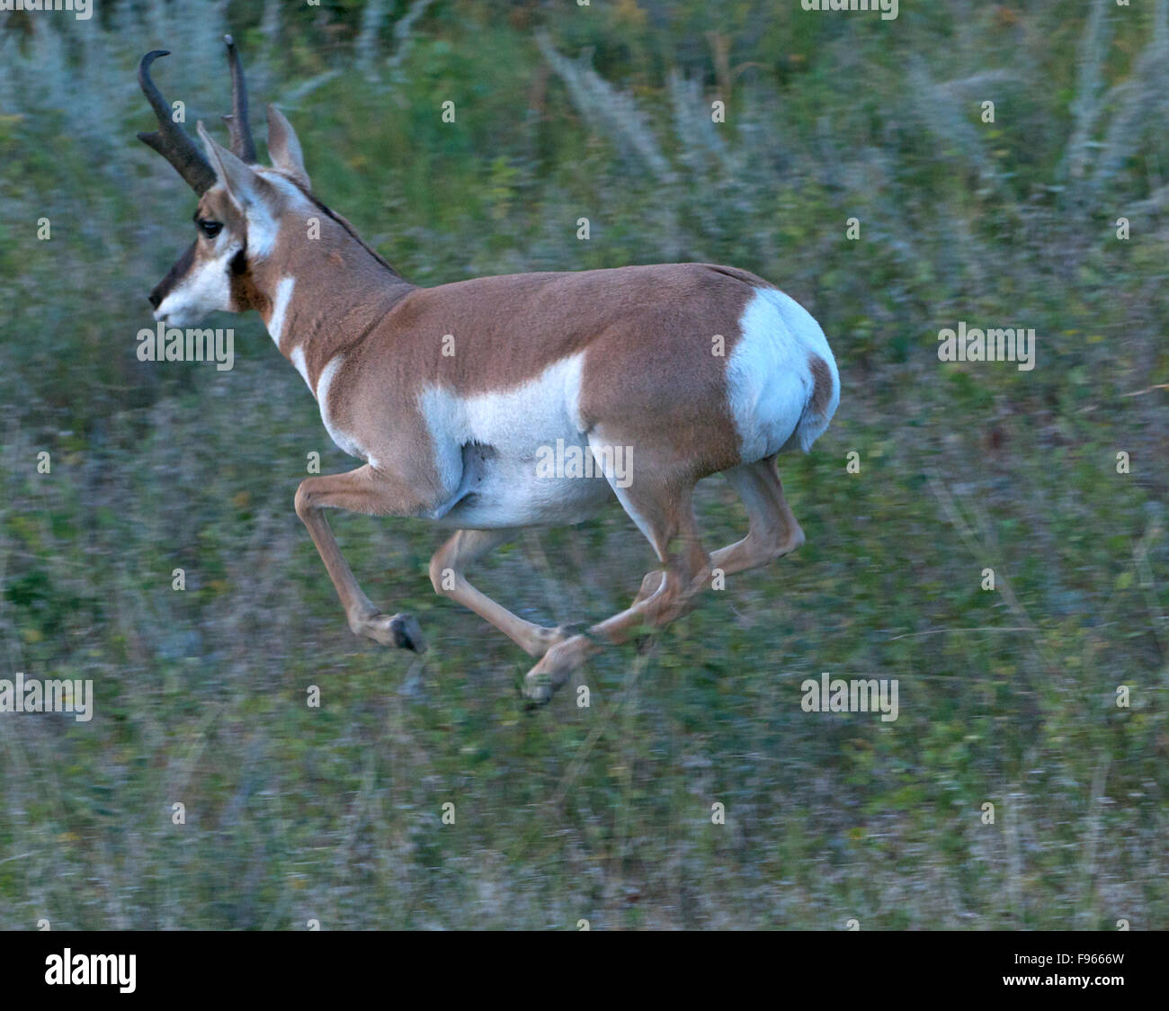 Pronghorn antelope running hi-res stock photography and images - Alamy