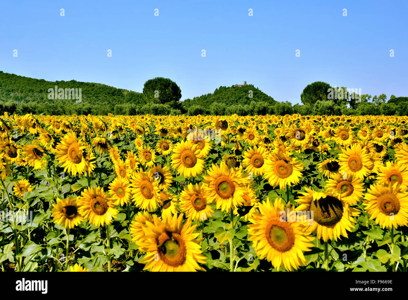 Tuscan landscape sunflowers hi-res stock photography and images - Alamy