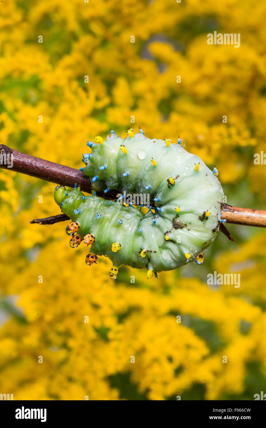 Cecropia moth hyalophora cecropia caterpillar hi-res stock photography ...