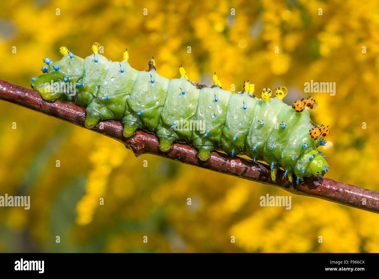 Cecropia Moth High Resolution Stock Photography and Images - Alamy