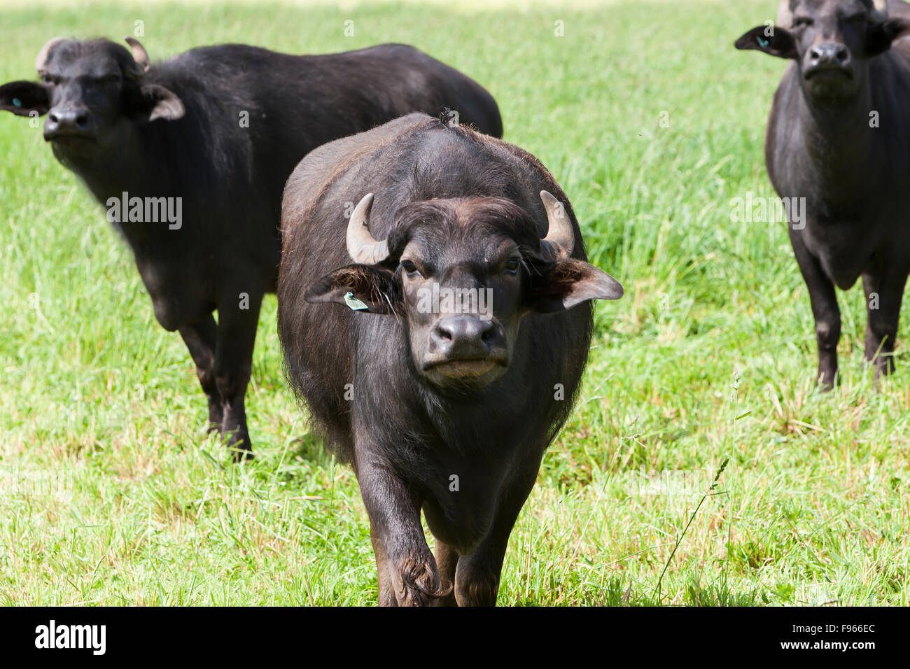 Bubalus Bubalis High Resolution Stock Photography and Images - Alamy