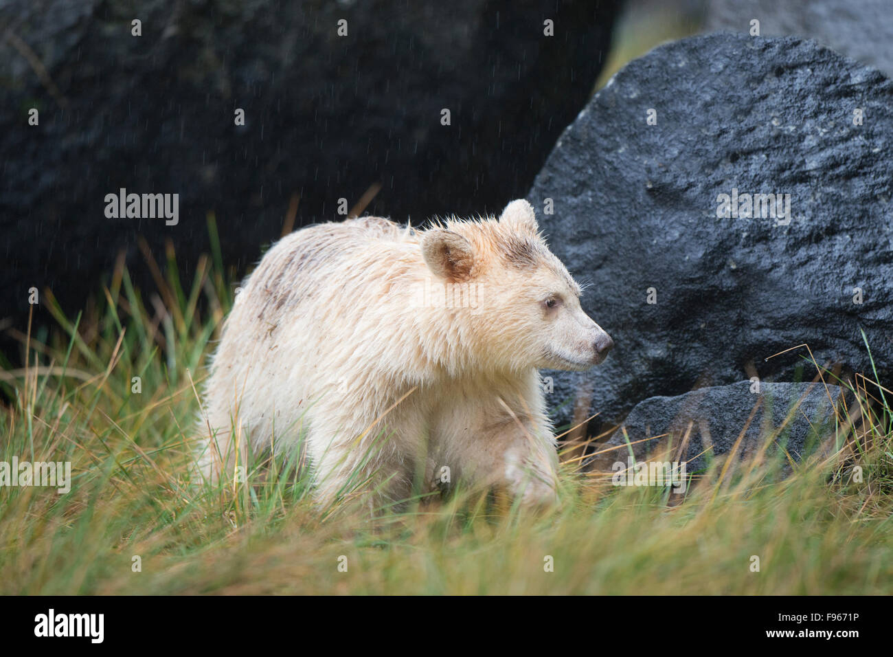 Spirit bear cub (Ursus americanus kermodei) foraging in the intertidal ...