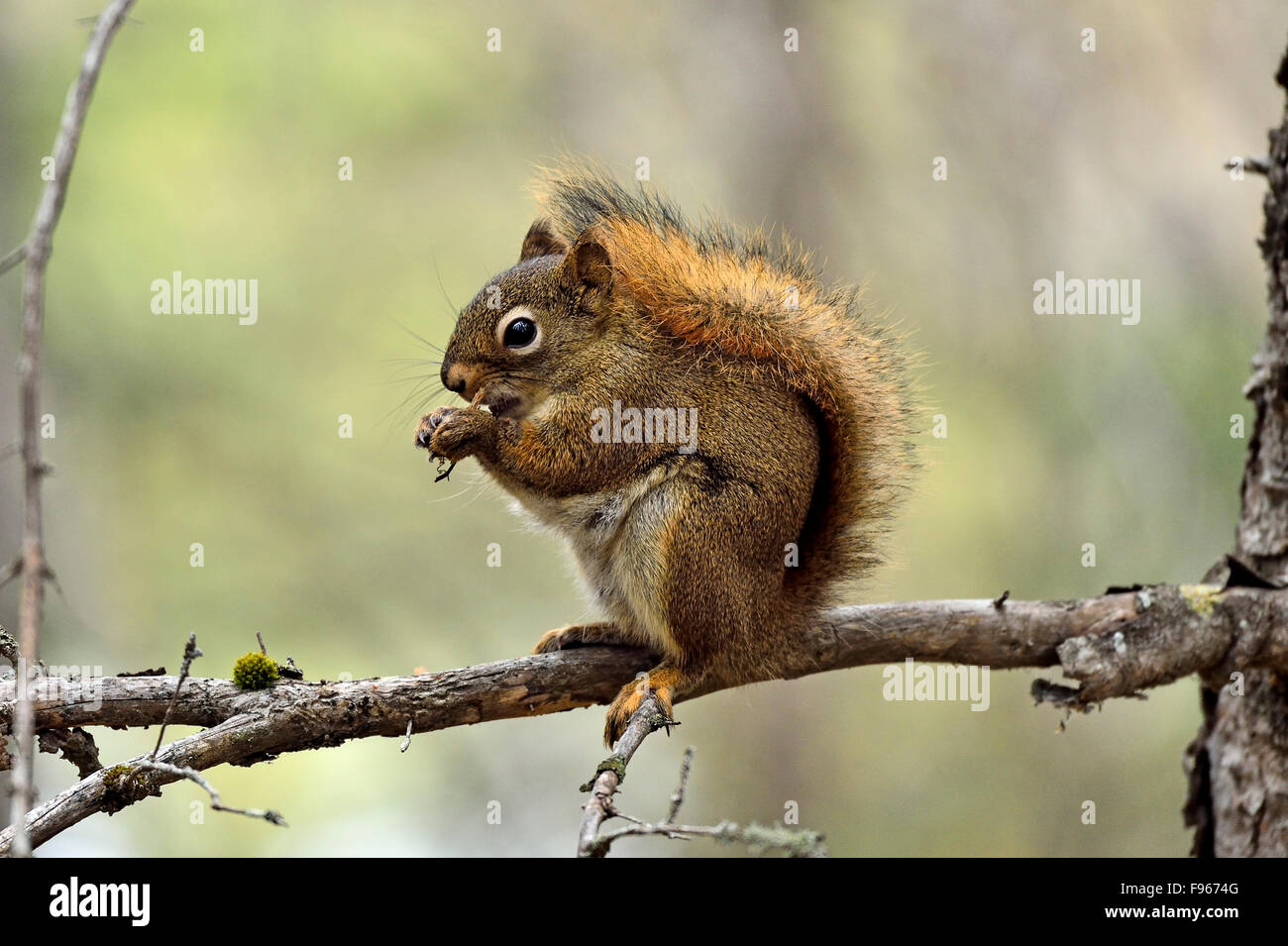 A side view image of a wild Red Squirrel, Tamiasciurus hudsonicus ...