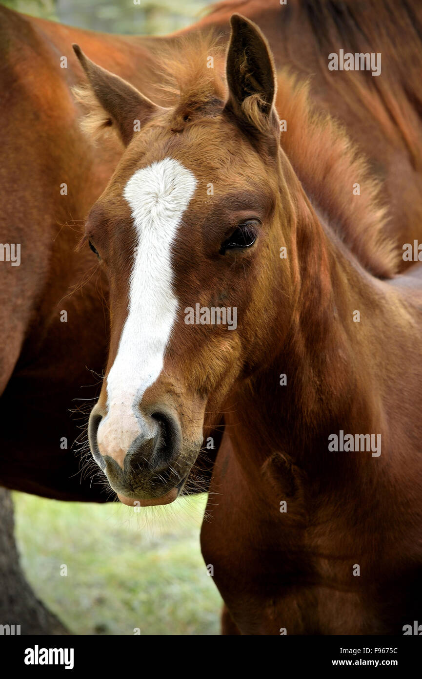 Colt horse hi-res stock photography and images - Alamy
