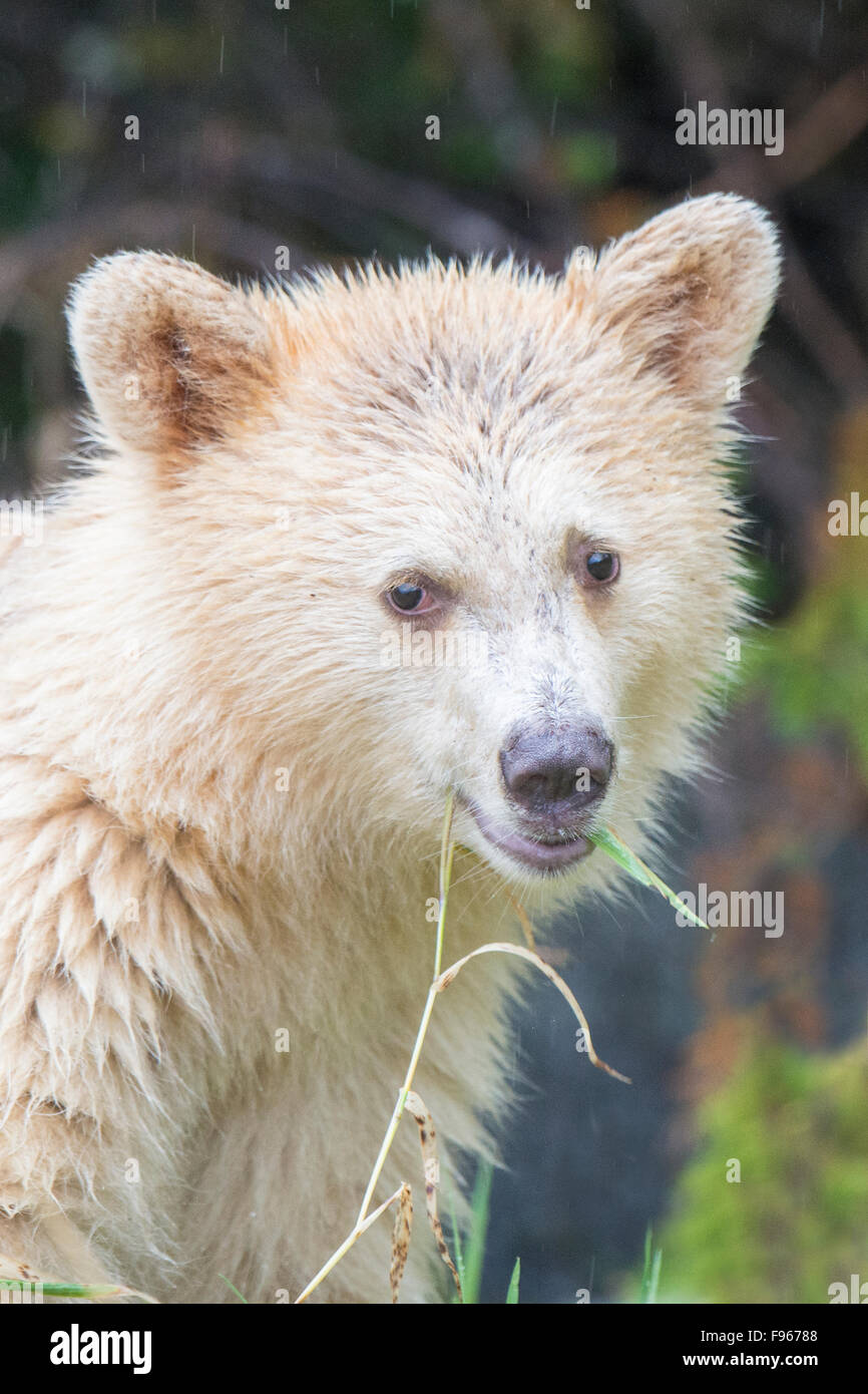 Spirit bear cub (Ursus americanus kermodei) foraging in the intertidal ...