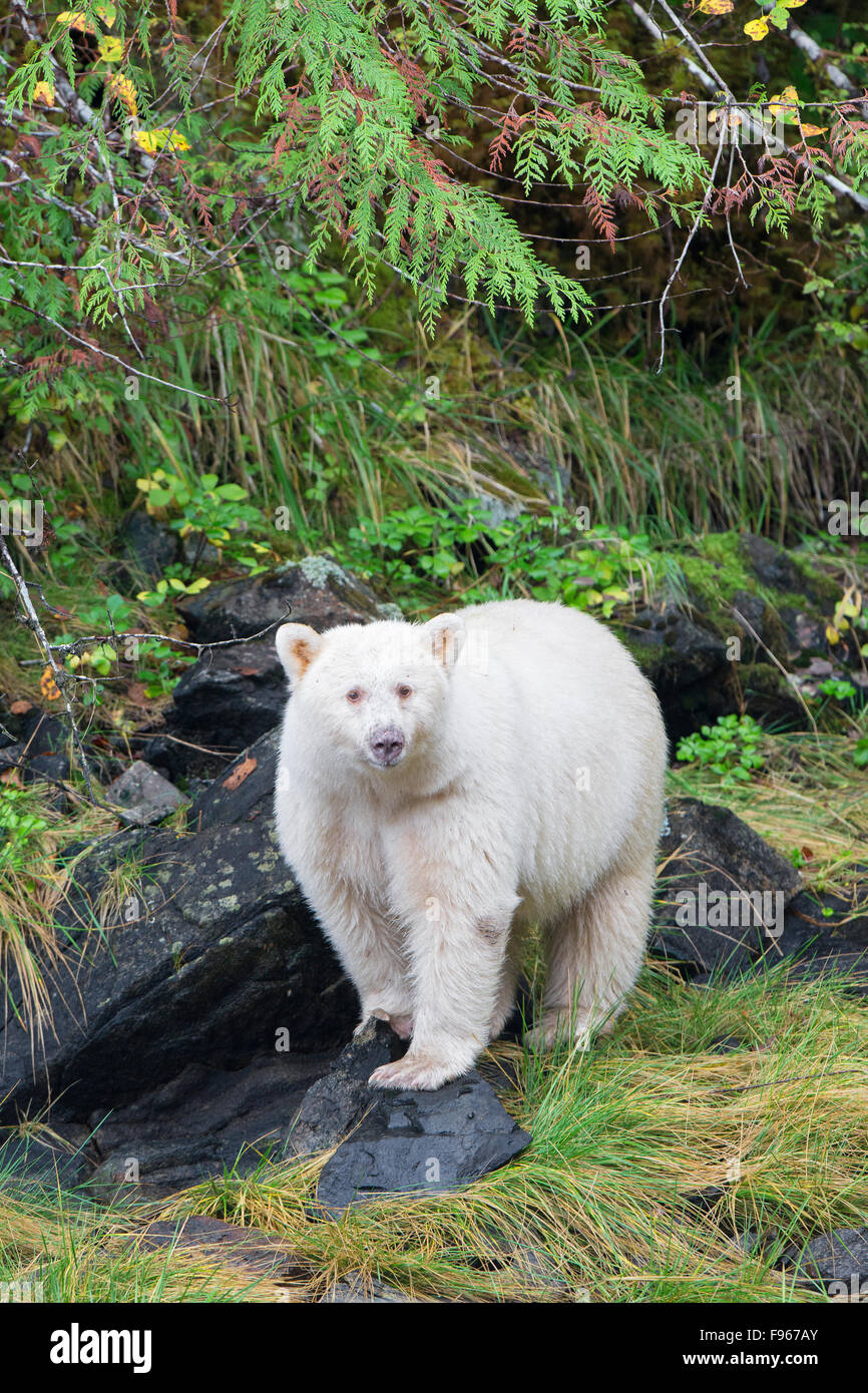 Touching Spirit Bear Island