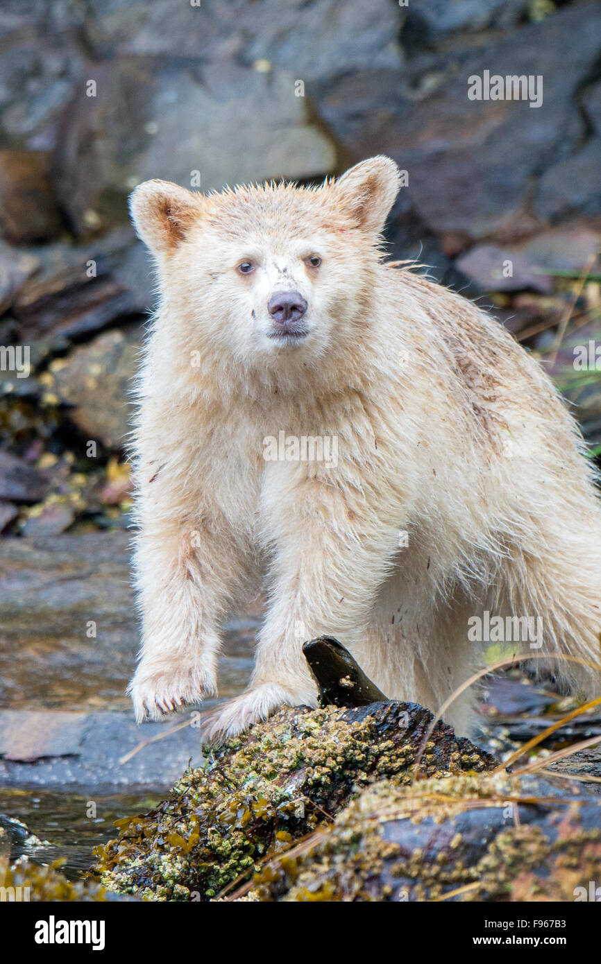 Spirit bear cub (Ursus americanus kermodei) foraging in the intertidal ...