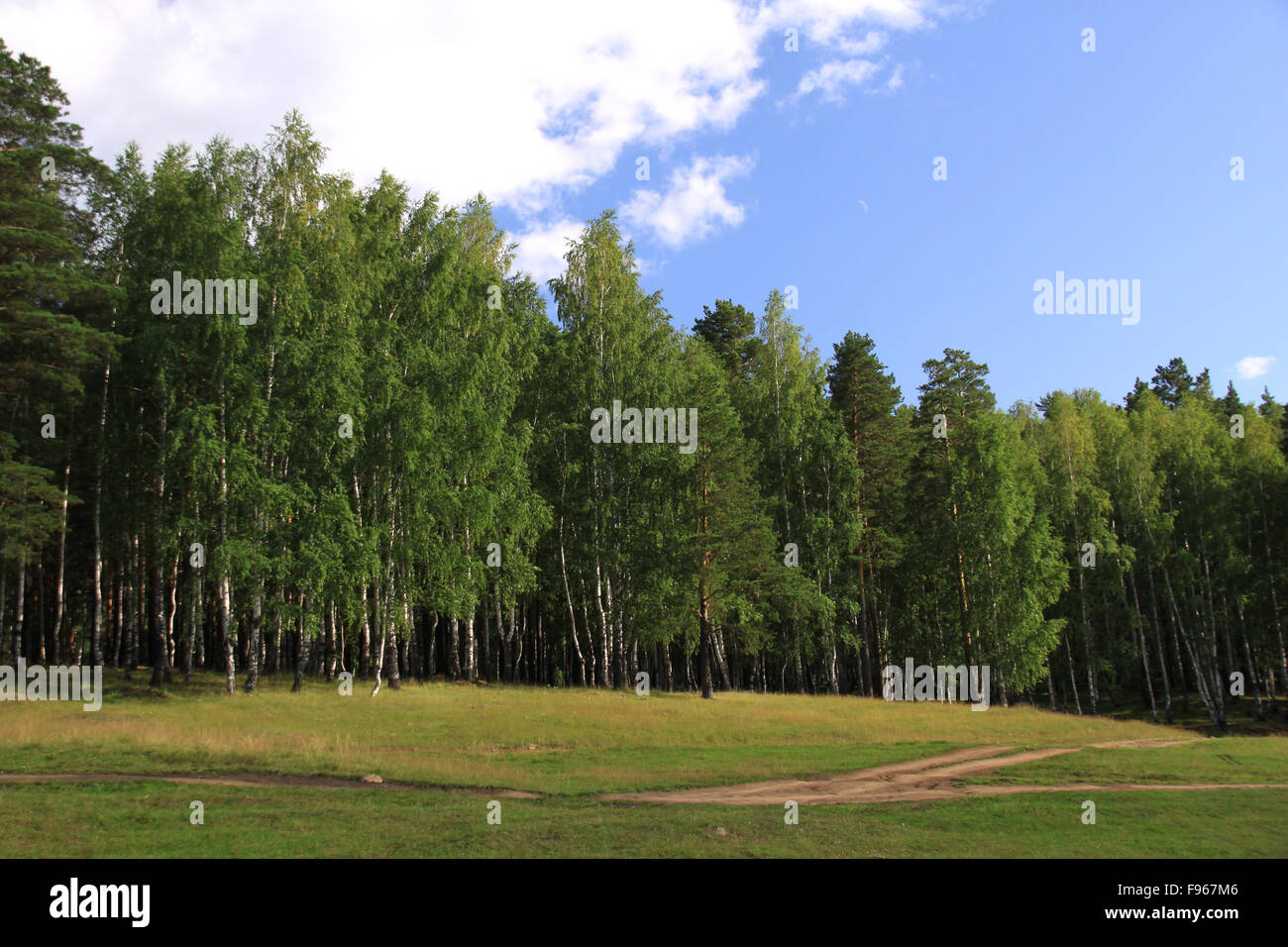 Beautiful forest landscape Stock Photo - Alamy